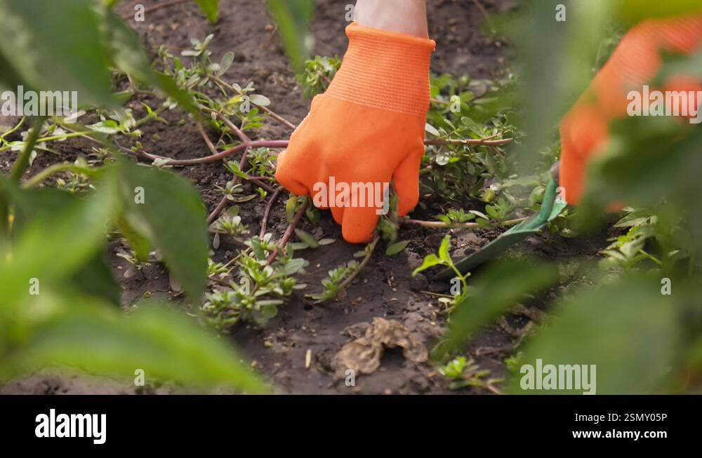 Weeding the garden. A woman's hand in work gloves clears the ground of ...