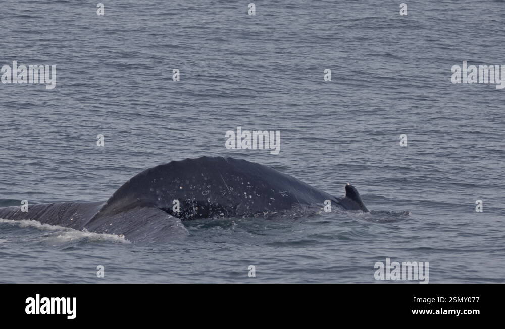 Beautiful And Gentle humpback Whale Slapping Tail On The Surface Of ...