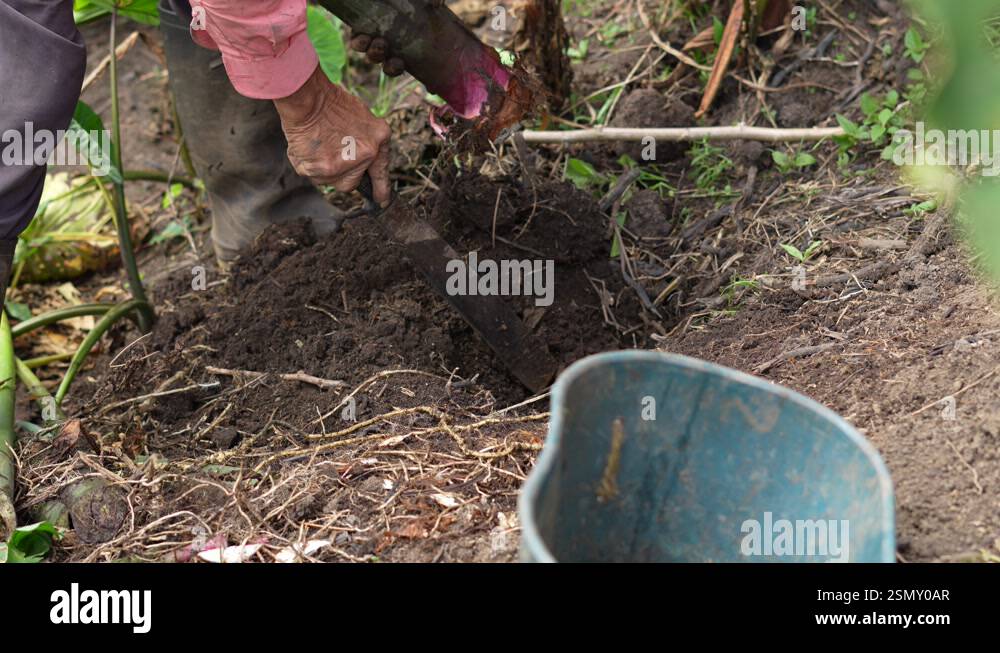 Farmer Planting a Tuber Crop in the Soil of His Organic Farm Stock ...