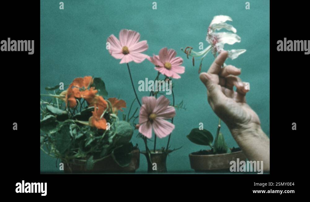 1950s: Flowering plants in pots, hand points to flowers, moves plant ...