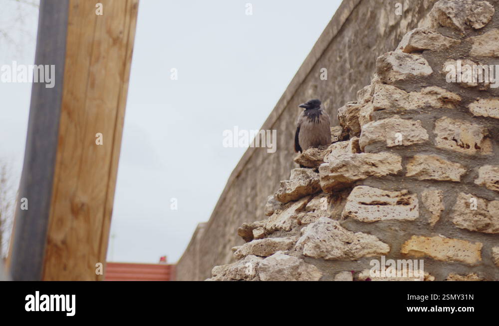 Raven, Hooded Crow Sitted in a Rock Wall Stock Video Footage - Alamy