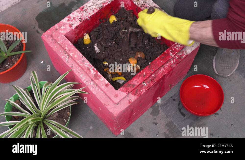 A city male gardener processes organic waste into compost with kitchen ...