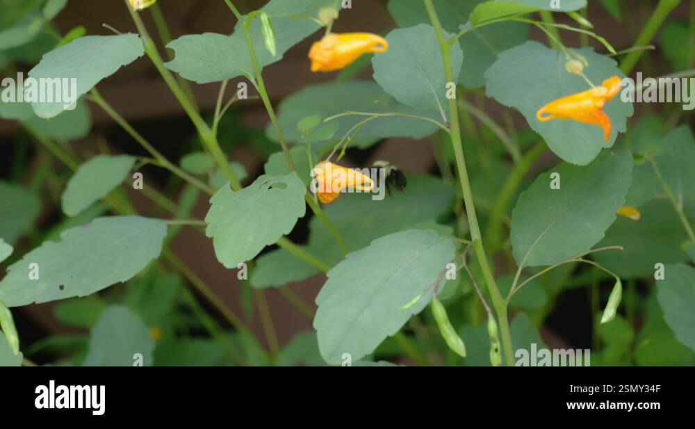 A bumblebee flying around and climbing onto a Spotted Jewelweed Stock ...