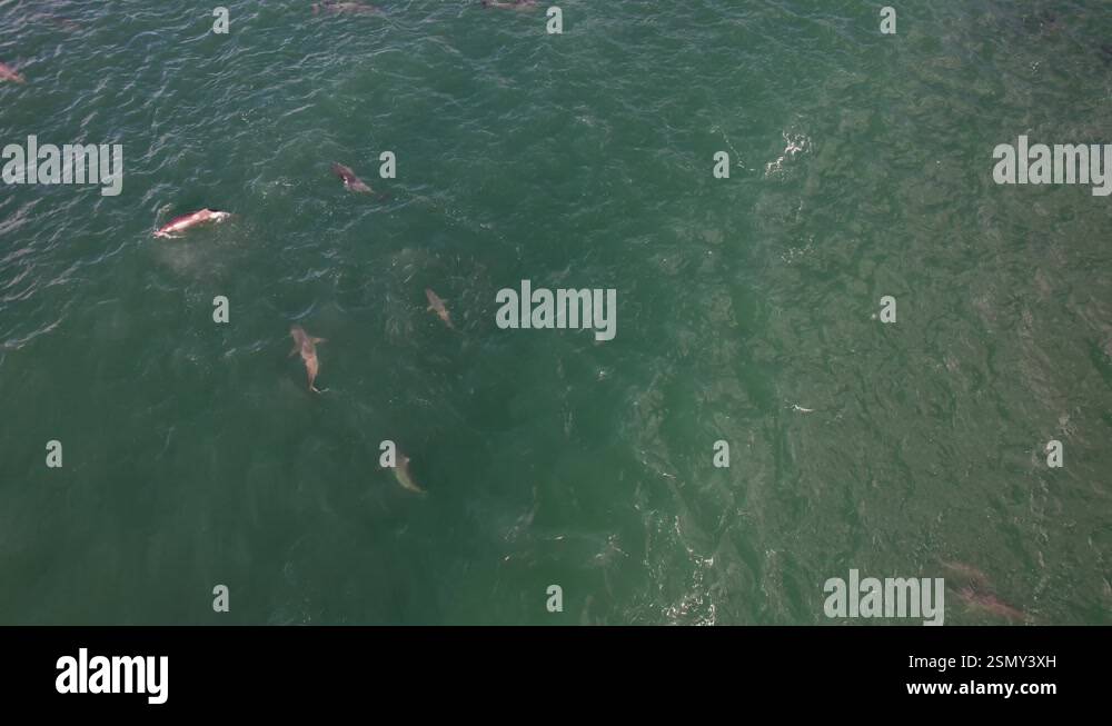 Dolphins And Sharks In Byron Bay, NSW, Australia - Aerial Drone Shot ...