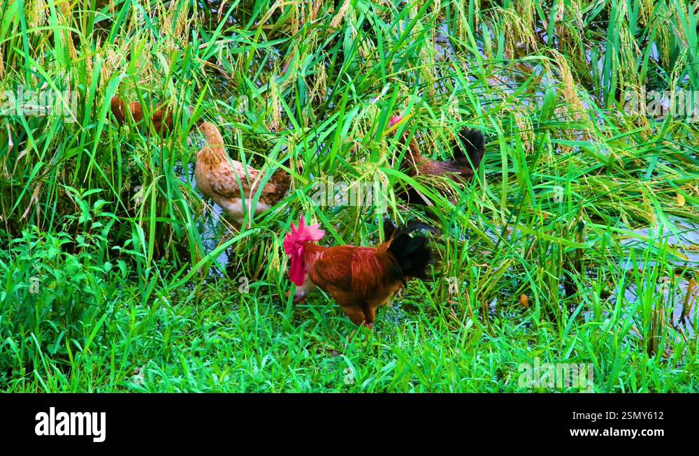 Chicken in paddy field Stock Videos & Footage - HD and 4K Video Clips ...