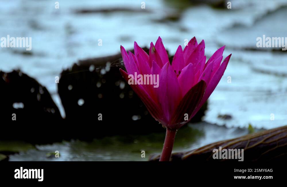 Pretty pink water lilies blooming in Malarikkal,Kottayam,Kerala ...
