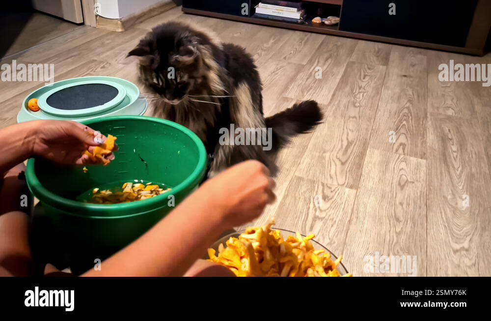 Very curious Maine Coon cat watches its owner doing household chores ...