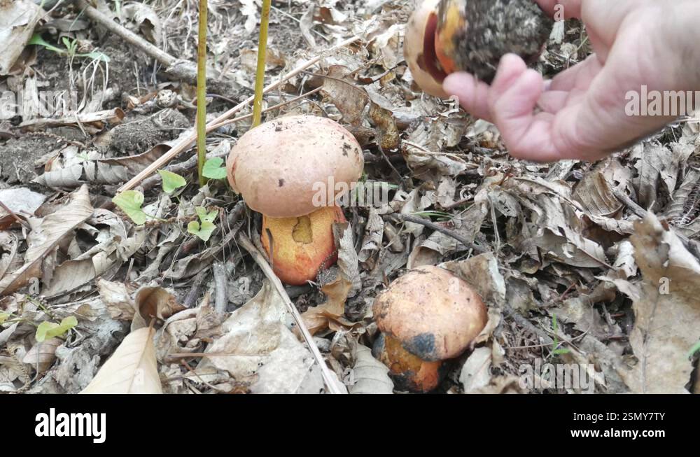 Imperator luteocupreus, is a poisonous mushroom. Color Changing ...