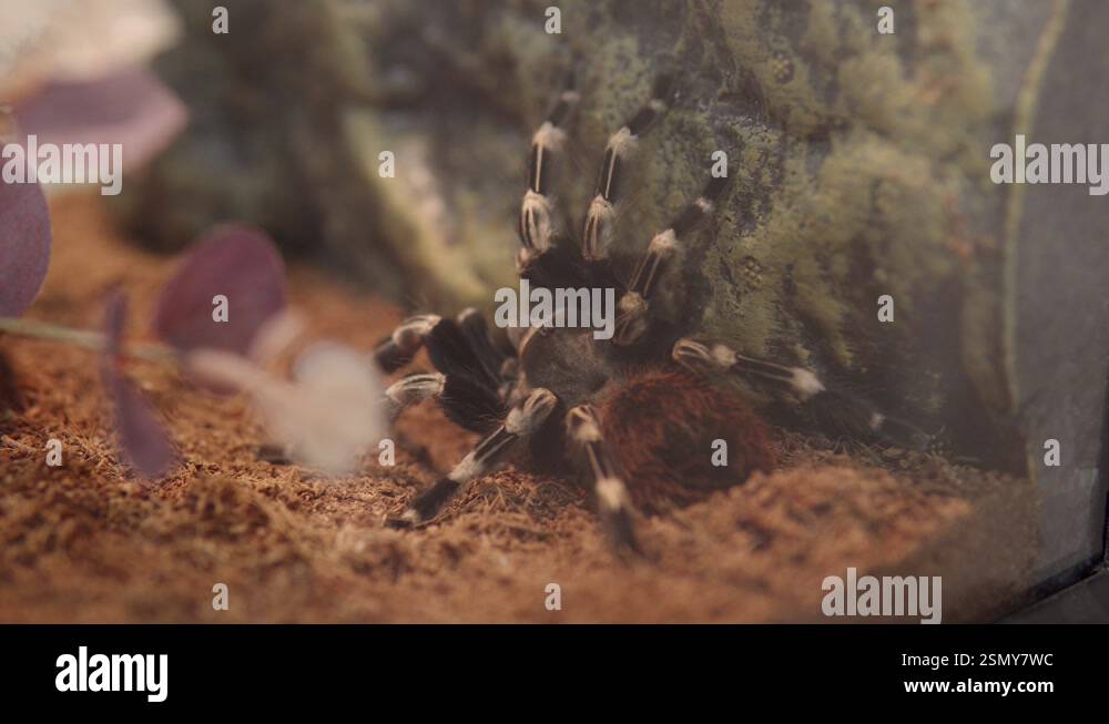 A Nhandu chromatus tarantula walking on substrate inside a terrarium ...