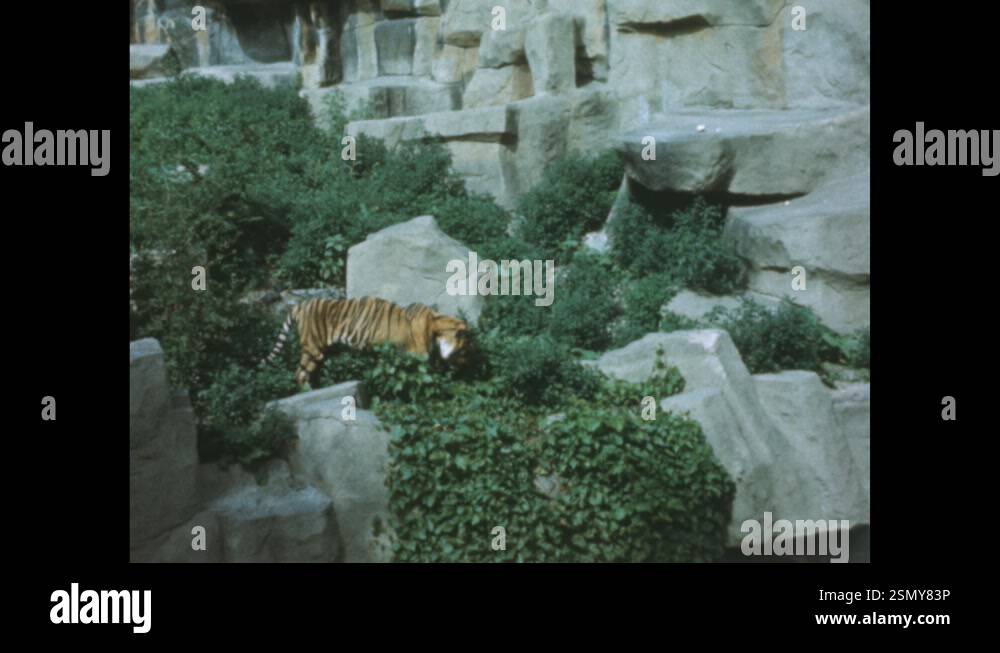 Tiger food zoo Stock Videos & Footage - HD and 4K Video Clips - Alamy