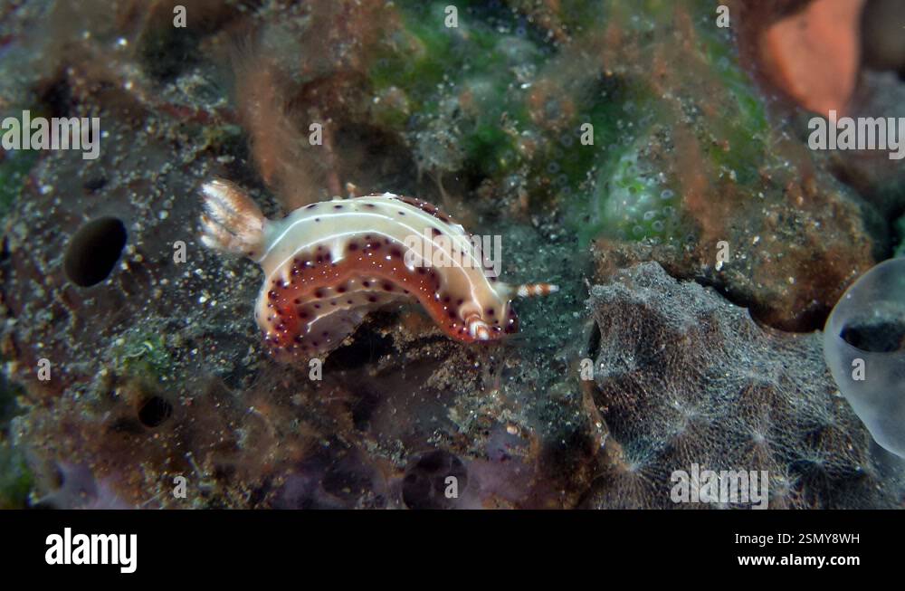 the mollusk feeds on a sea sponge Stock Video Footage - Alamy