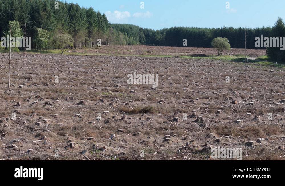 aerial of cleared land and deforestation in a forest with cut down ...