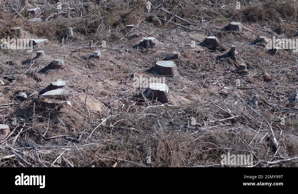 cleared land and deforestation in a forest with cut down trees and cut ...