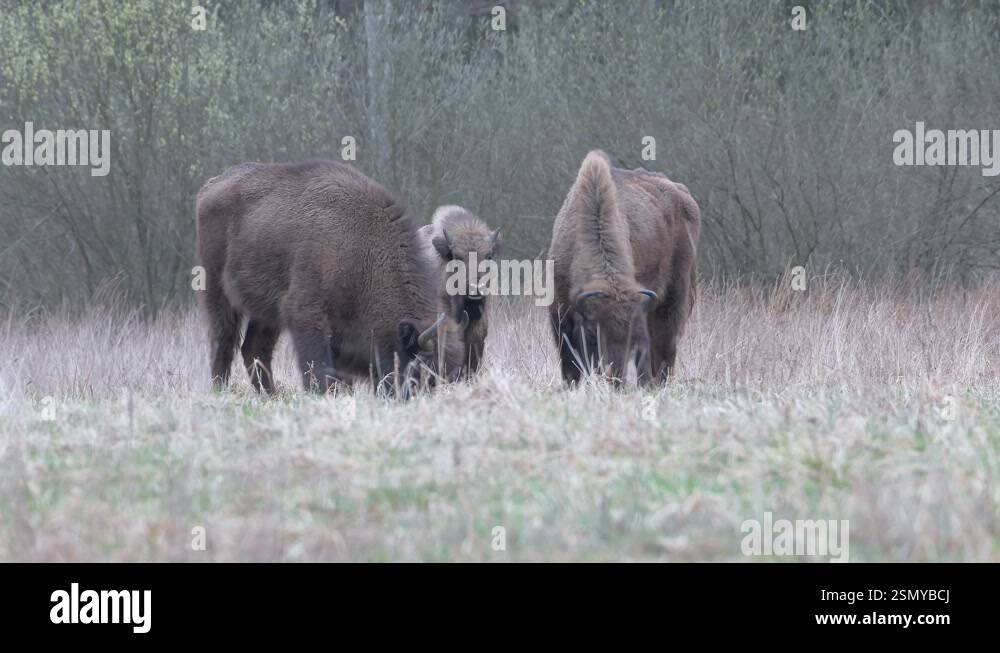 A family of European bisons grazes in a wild meadow with their calves ...