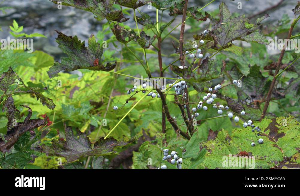 Stink texture Stock Videos & Footage - HD and 4K Video Clips - Alamy