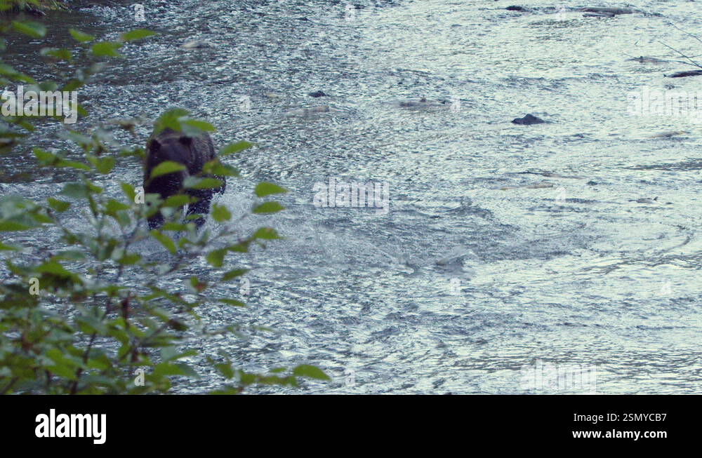 Slow motion Grizzly bear chases spawning salmon in shallow river water ...