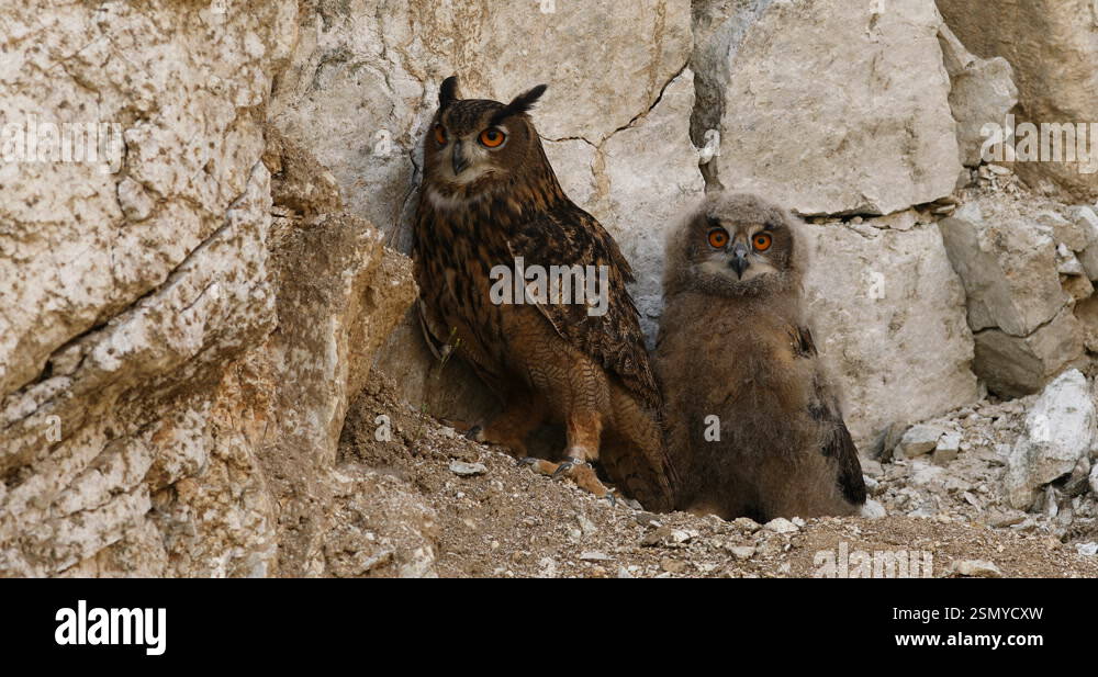 Owl parent and chick at nest. Adult and juvenile eagle owls, Bubo bubo ...