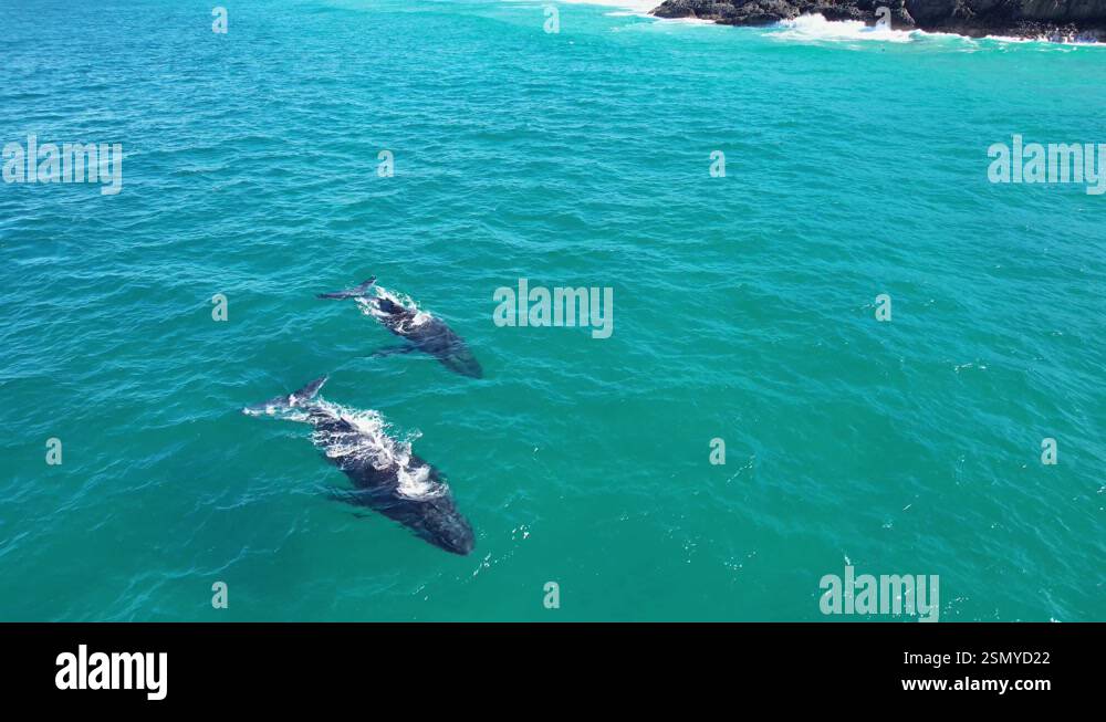 Humpback Whale Spouting While Swimming. Two Humpback Whales In NSW ...