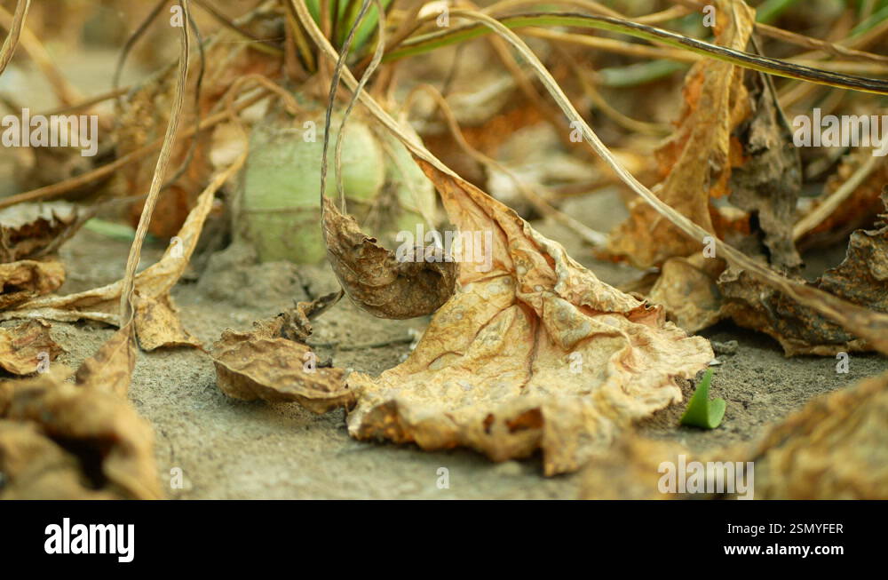 Sugar beet drought dry field land Beta vulgaris altissima garden ...