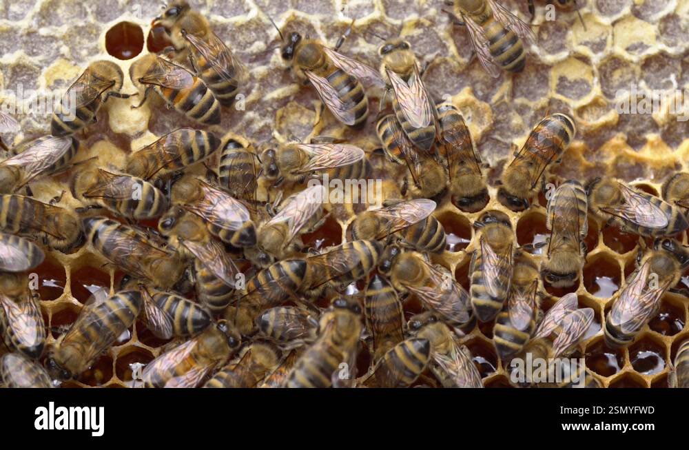 The bees seal the honeycomb with a wax lid. Honey harvest in an organic ...