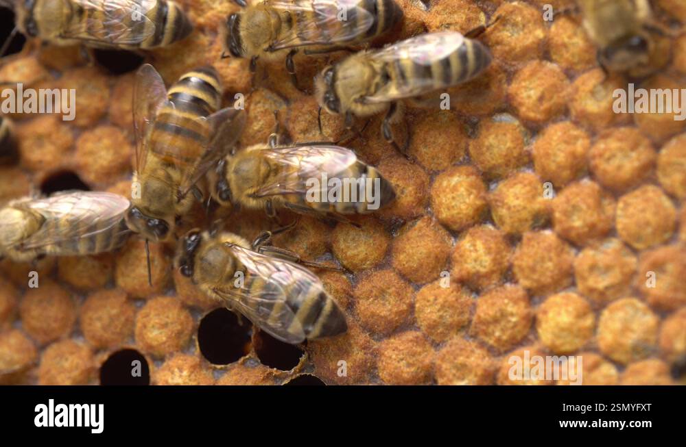 Capped bee brood cells. A bee colony inside the hive close up. Organic ...
