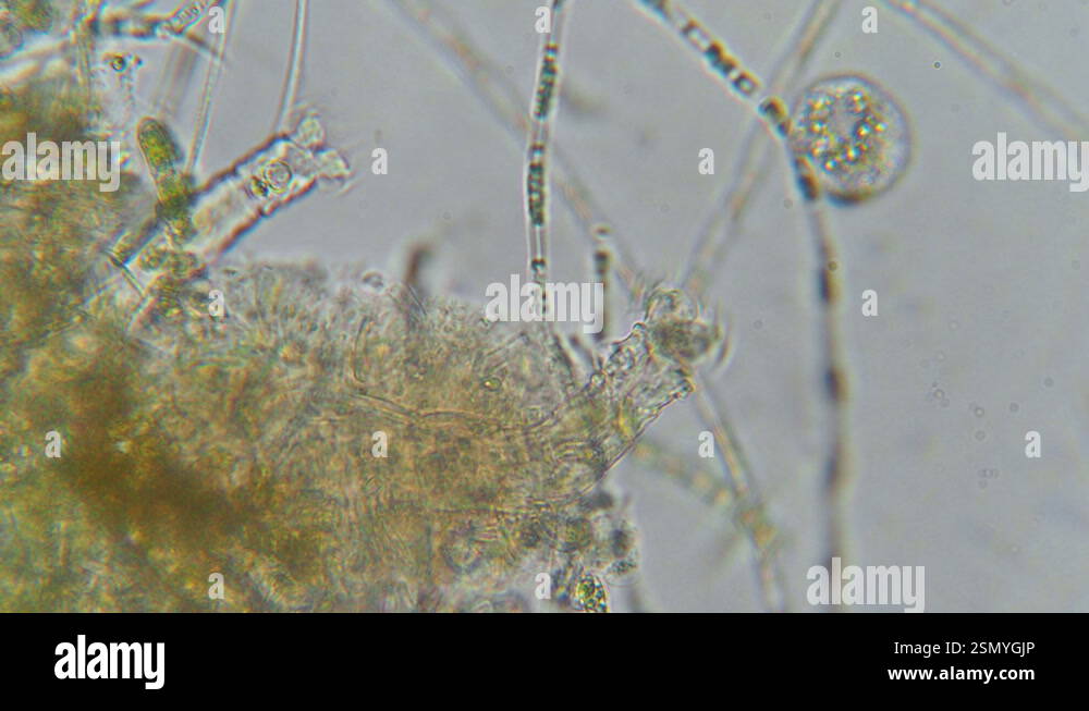 Research Scientists Unicellular Organisms. Soil Microorganisms Under ...