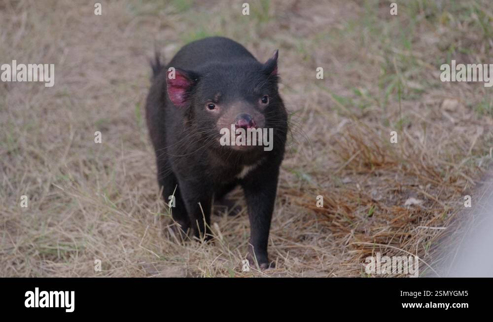 Close-up, professional footage of Tasmanian Devils in their sanctuary ...