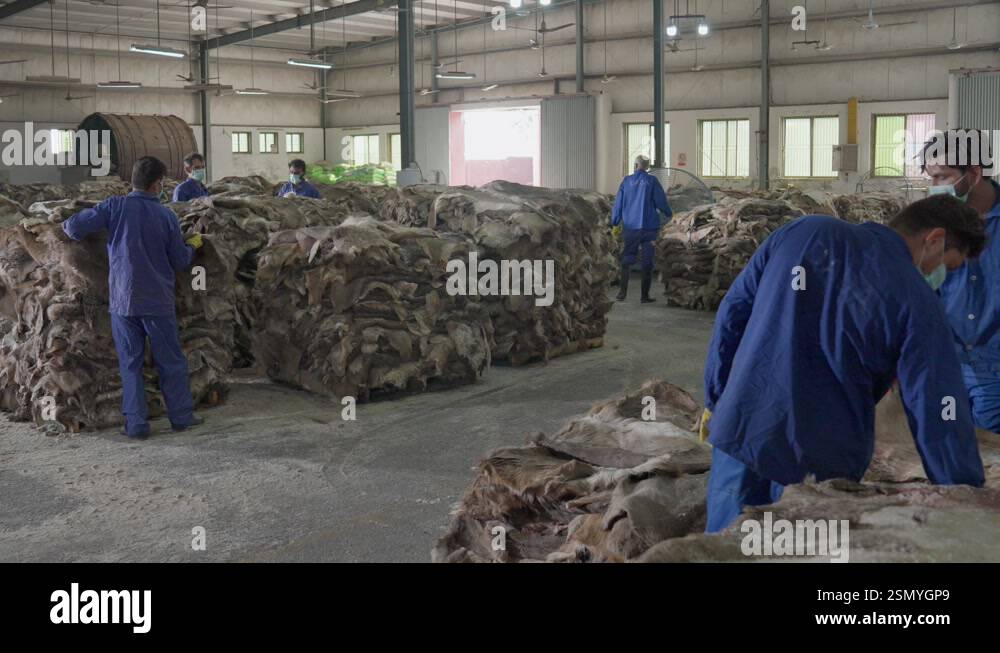 Lahore, Pakistan - 06/10/2024: Workers Organizing Raw Animal Hides For ...