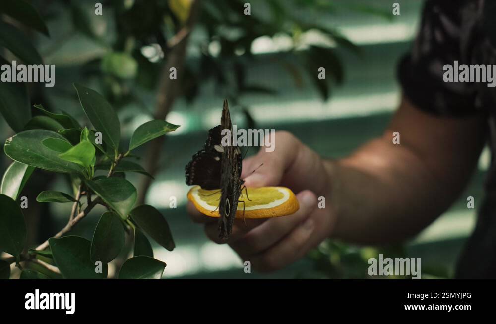 A butterfly lands on a person's hand, feeding it in a tropical ...