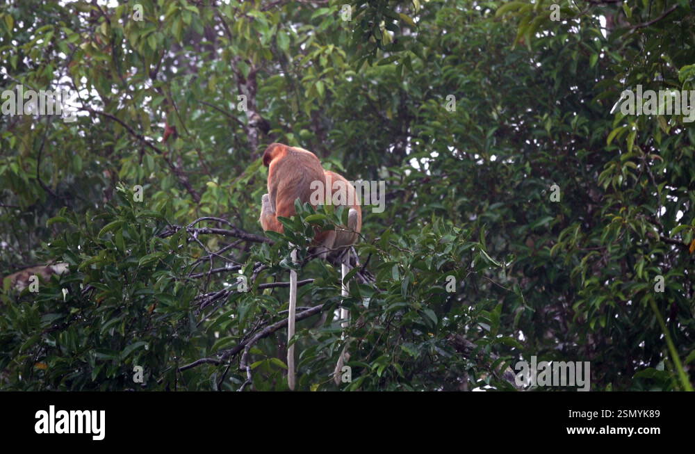 A pair of proboscis monkeys sit in a tree with their tails hanging ...