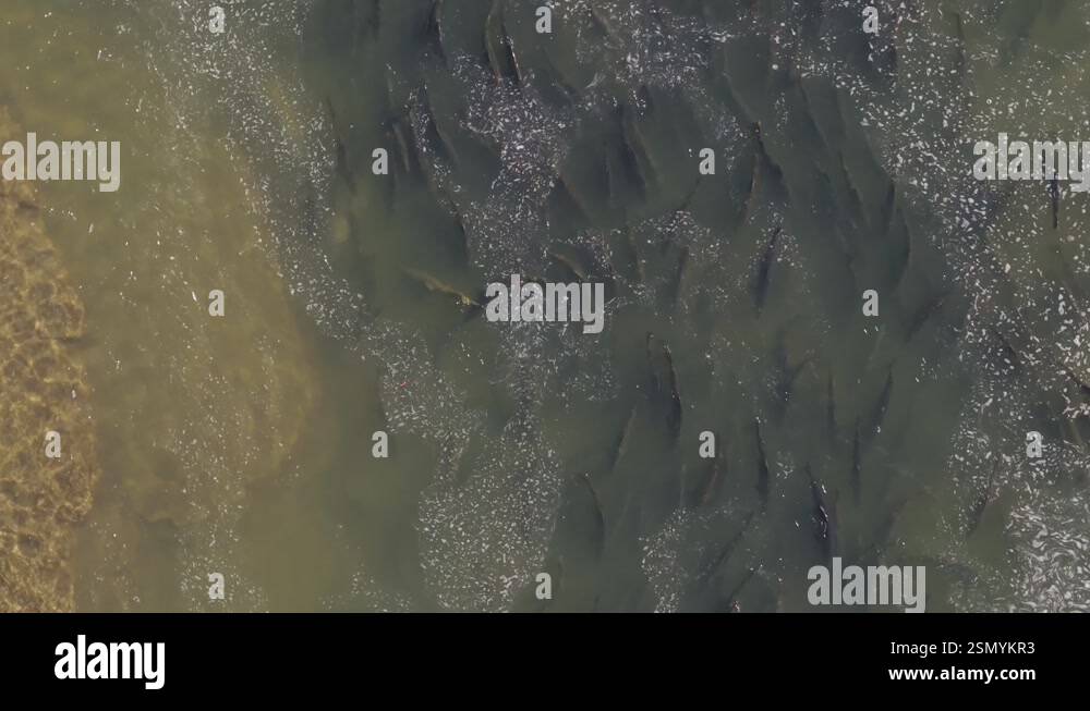 Salmon swimming in shallow waters during a mass migration, viewed from an Stock Video Footage ...