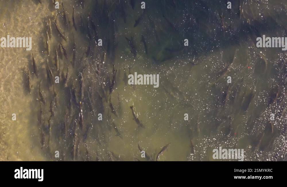 A large school of salmon swimming near the shore in shallow waters, aerial Stock Video Footage ...