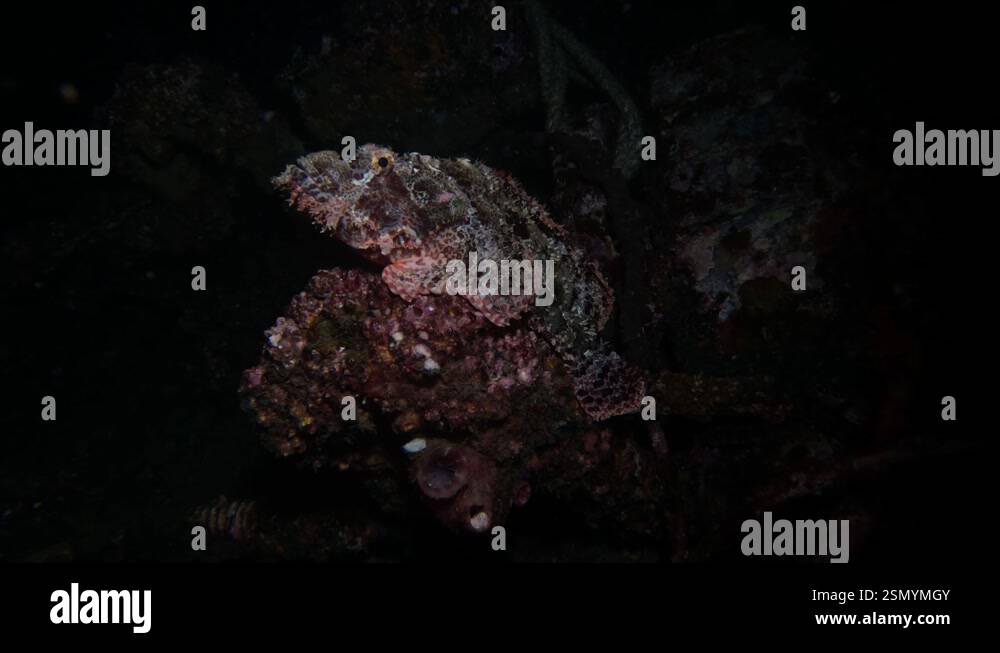 Scorpionfish at night on a tropical reef ship wreck Stock Video Footage ...