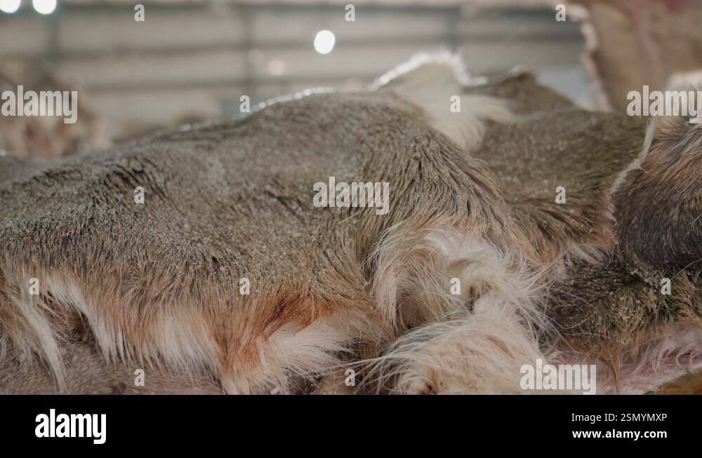Workers In A Textiles Factory Stacking Raw Animal Hides For Leather ...