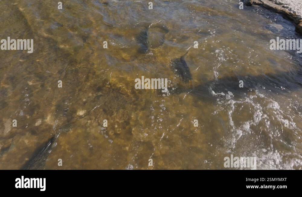 Salmon swim upstream through fast-flowing shallow river water, seen from Stock Video Footage - Alamy