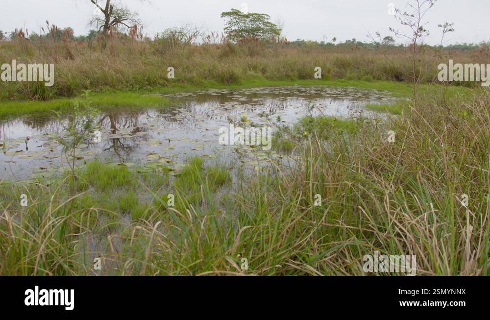Water Lily (shapla) an aquatic plant of the genus Nymphaea which has ...