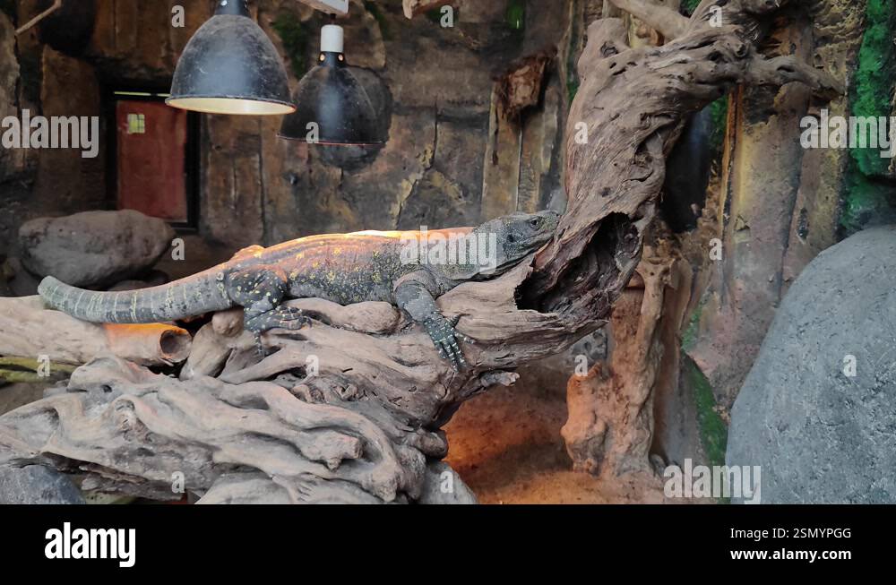 Black monitor lizard lying on a dry tree branch in the zoo Stock Video ...