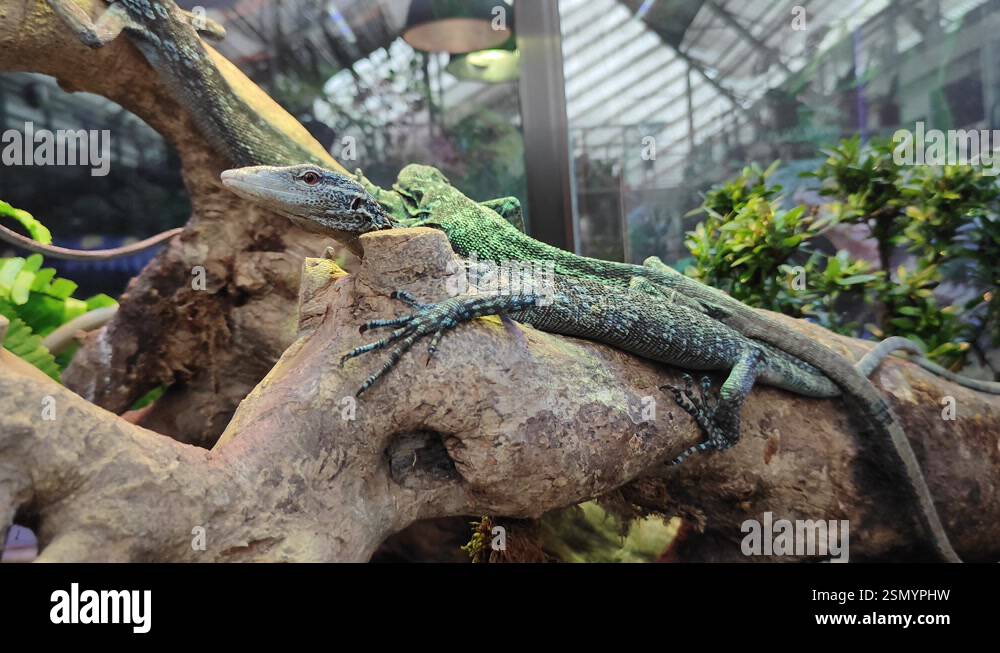 Black monitor lizard lying on a dry tree branch in the zoo Stock Video ...