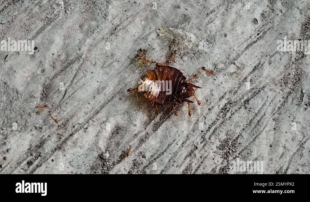 red ants carrying dried cockroach body parts Stock Video Footage - Alamy