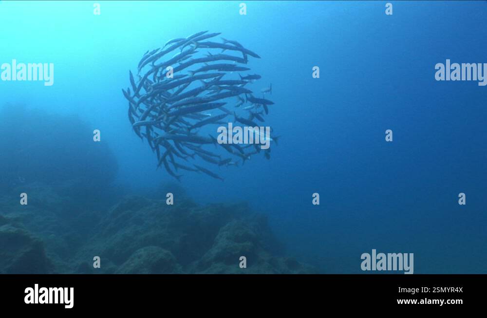 barracudas turning underwater vortex barracuda fish Stock Video Footage ...