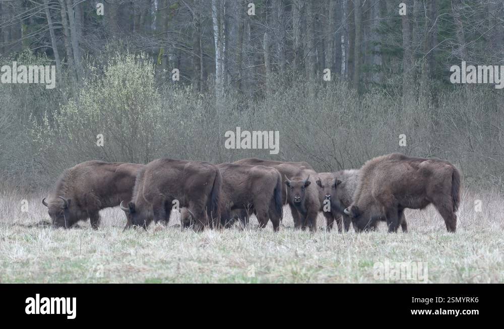 A herd of wild European bison walking and grazing in the Białowieża ...