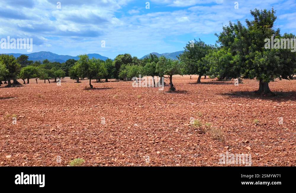 Olive Trees in Dry Landscape with Mountains in Background, Mallorca ...