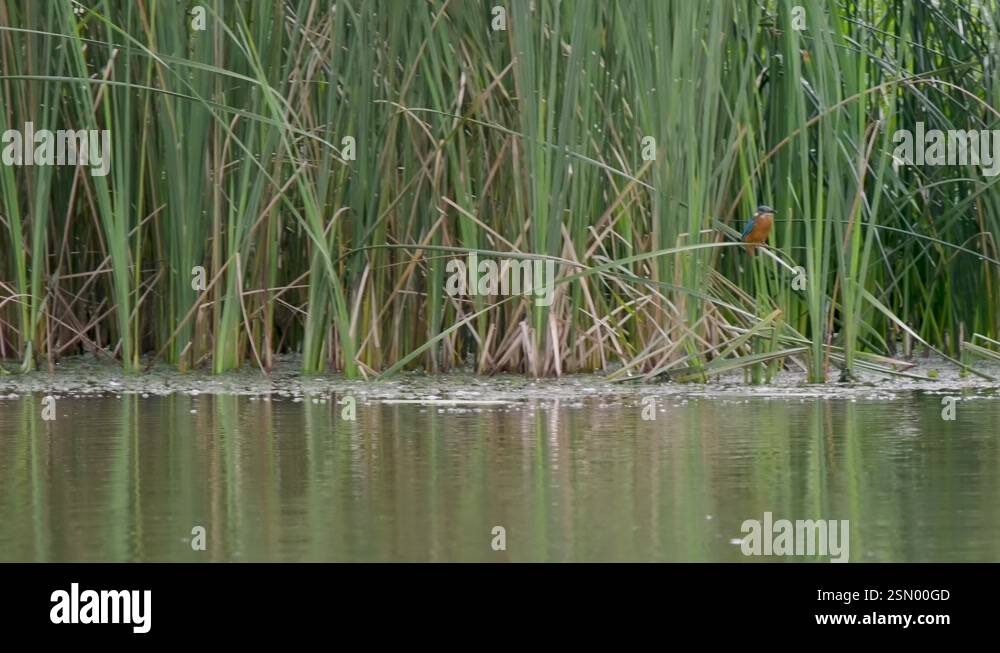 Kingfisher Perched in a Reed Bed Fishing Stock Video Footage - Alamy
