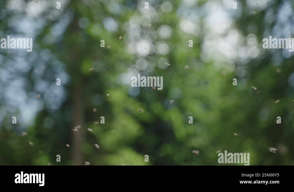 Insects swirl around in the air in green forest defocused background ...
