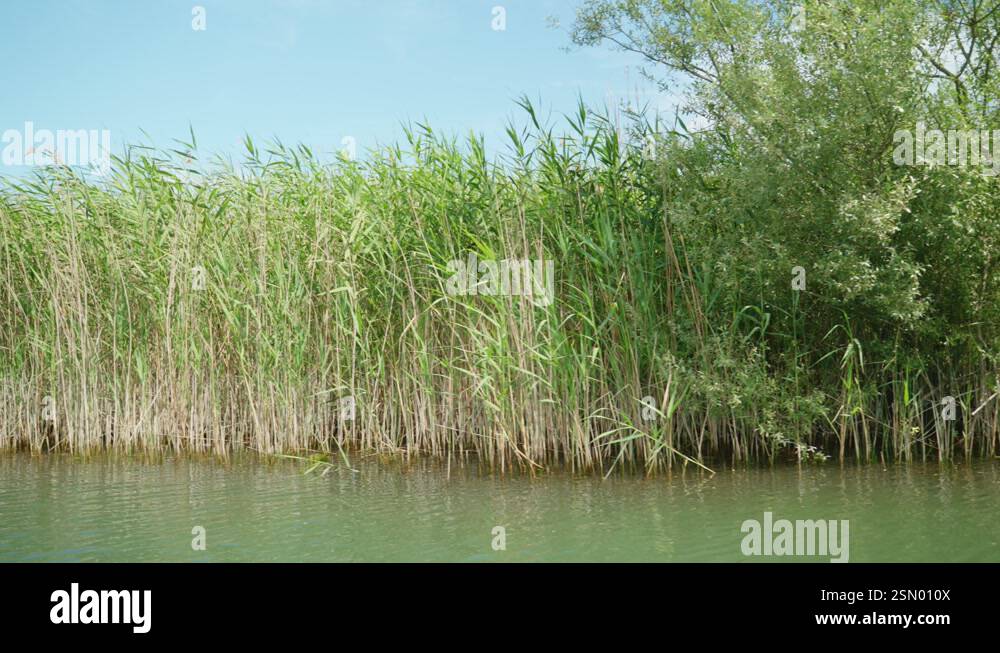Sailing or passing by reeds and water plants in river or lake on sunny ...