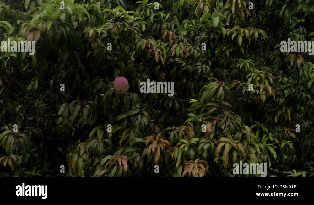 Mango tree in Brazilian forest - aerial rotation - close up Stock Video ...