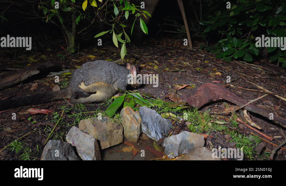 Female joey in pouch Stock Videos & Footage - HD and 4K Video Clips - Alamy