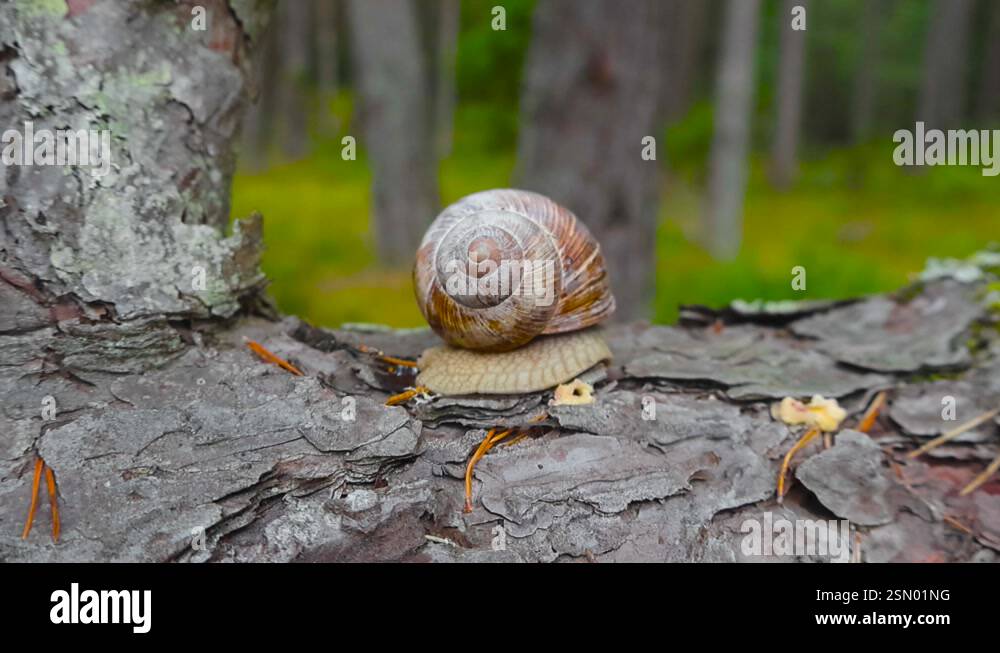 Garden snail or a regular snail with its house moving along on a brown ...