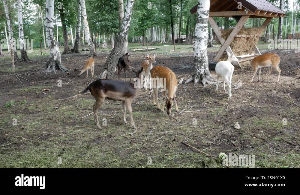 Young deers without antlers in the aviary in National Park. Deer and ...