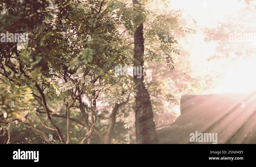 Sunlight streaming through forest trees Stock Videos & Footage - HD and ...